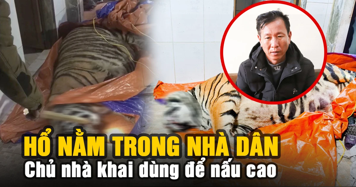 The tiger caught in a house in Ha Tinh, the owner claimed to use it to ...