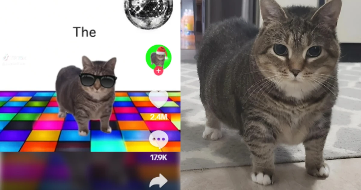 "UIA Cat" makes people "crazy", music without "UIA Cat" is outdated ...